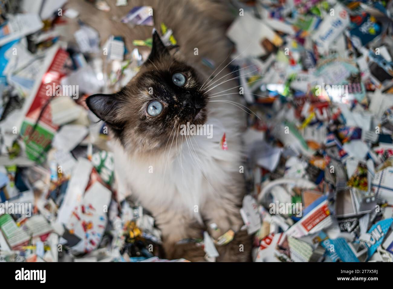 Shred paper hi-res stock photography and images - Alamy