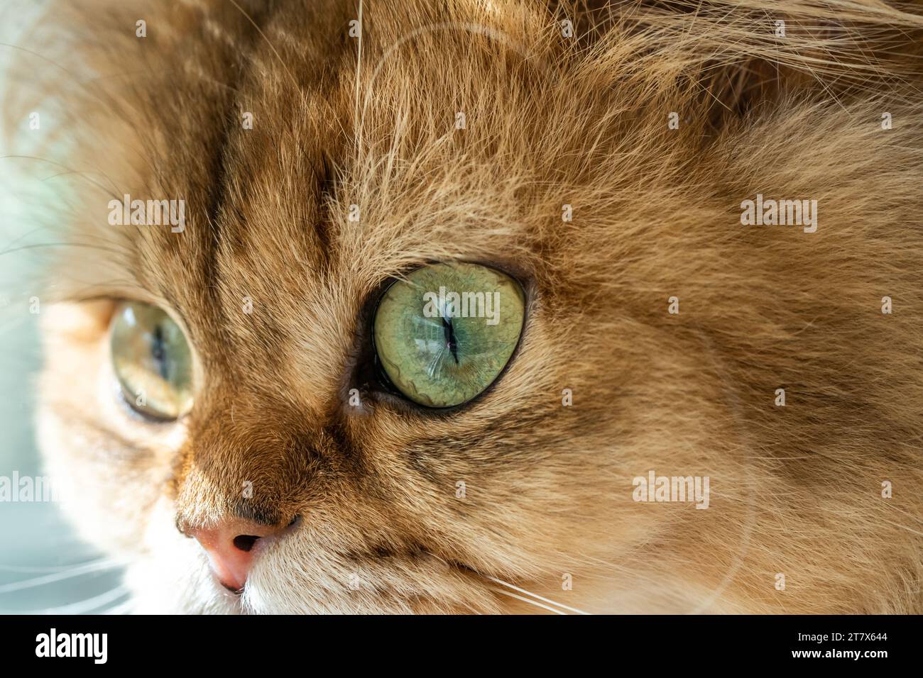 Extreme close up cat eyes alertness hi-res stock photography and images ...