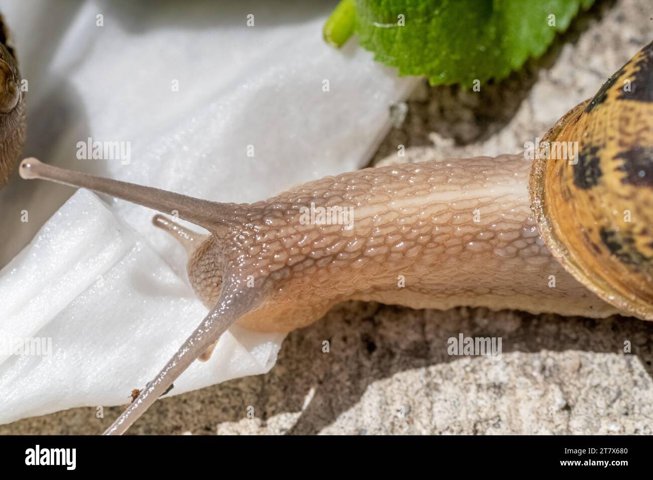 Creepy Skin on Snail Macro Close Up Stock Photo - Alamy