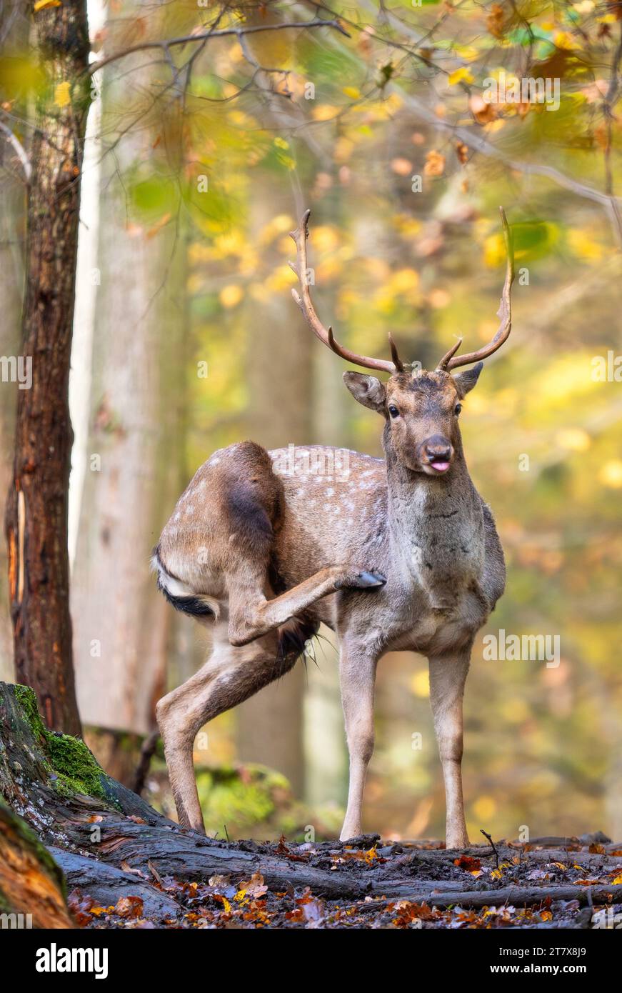 European Fallow Deer - Dama dama, large beautiful iconic animal from ...
