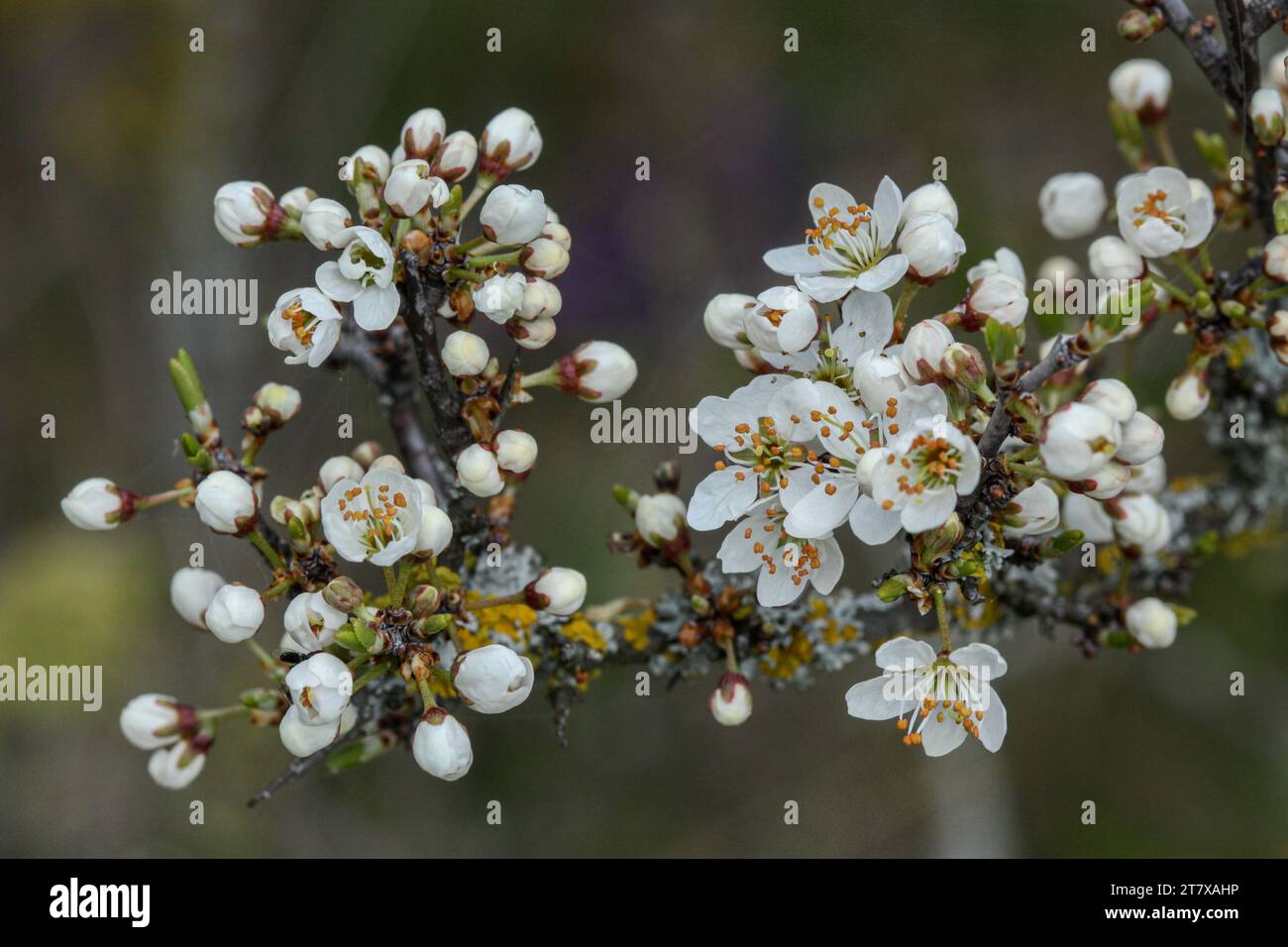 Blackthorn, Sloe (Prunus spinosa), a shrub in full bloom Stock Photo ...