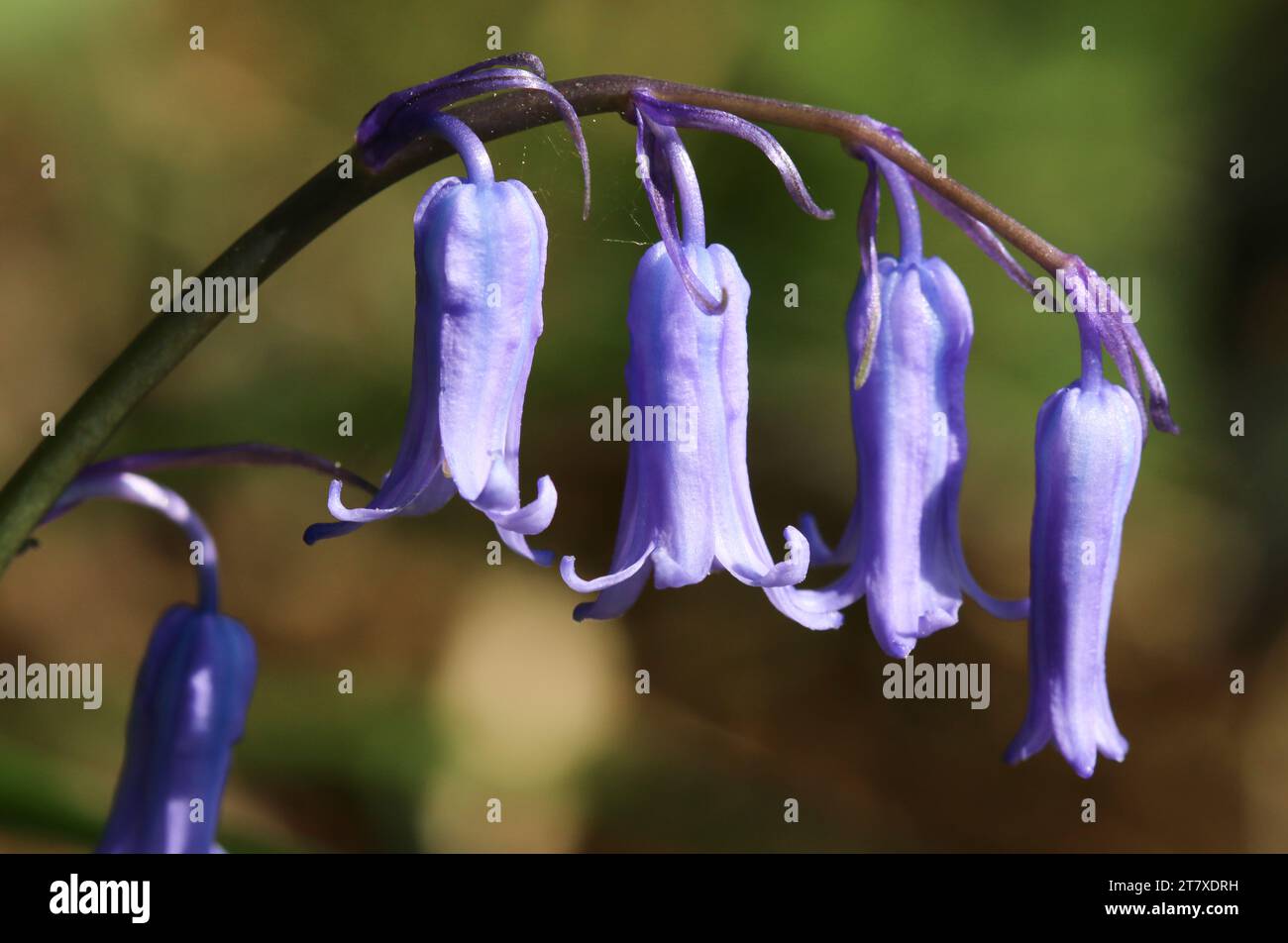 English Bluebell (Hyacinthoides non scripta), a bulbous perennial Stock ...