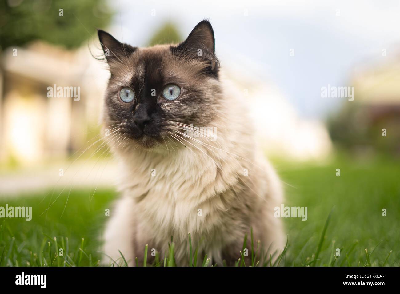Big Ice Blue Eyed Siamese Ragdoll Cat out in the Front Yard Outside ...