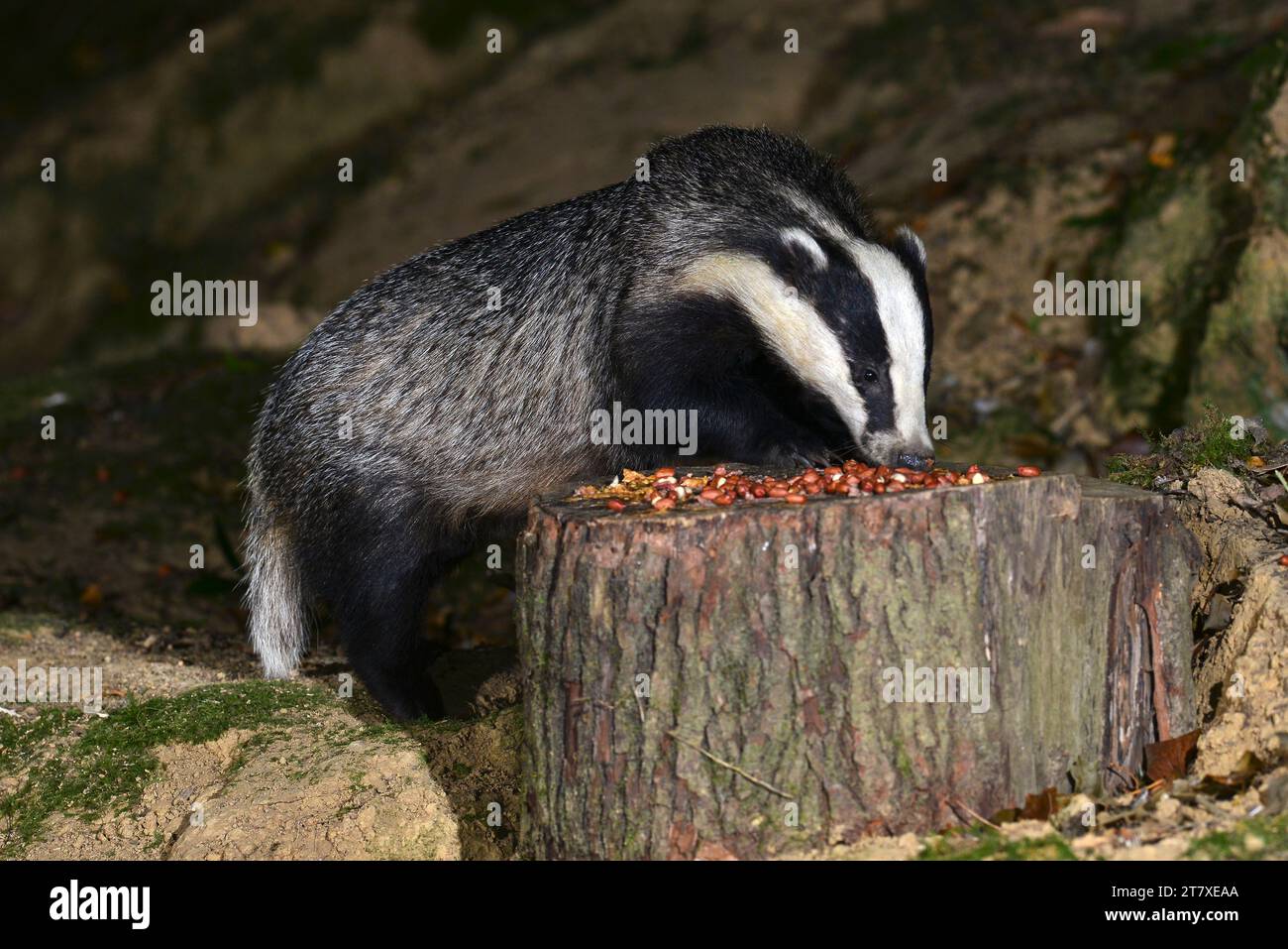Badger taking peanuts from log at night Stock Photo - Alamy
