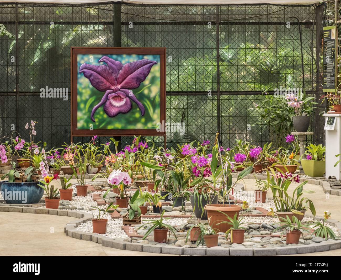 Orchids in bloom at the entrance to the orchid house in Lankester ...