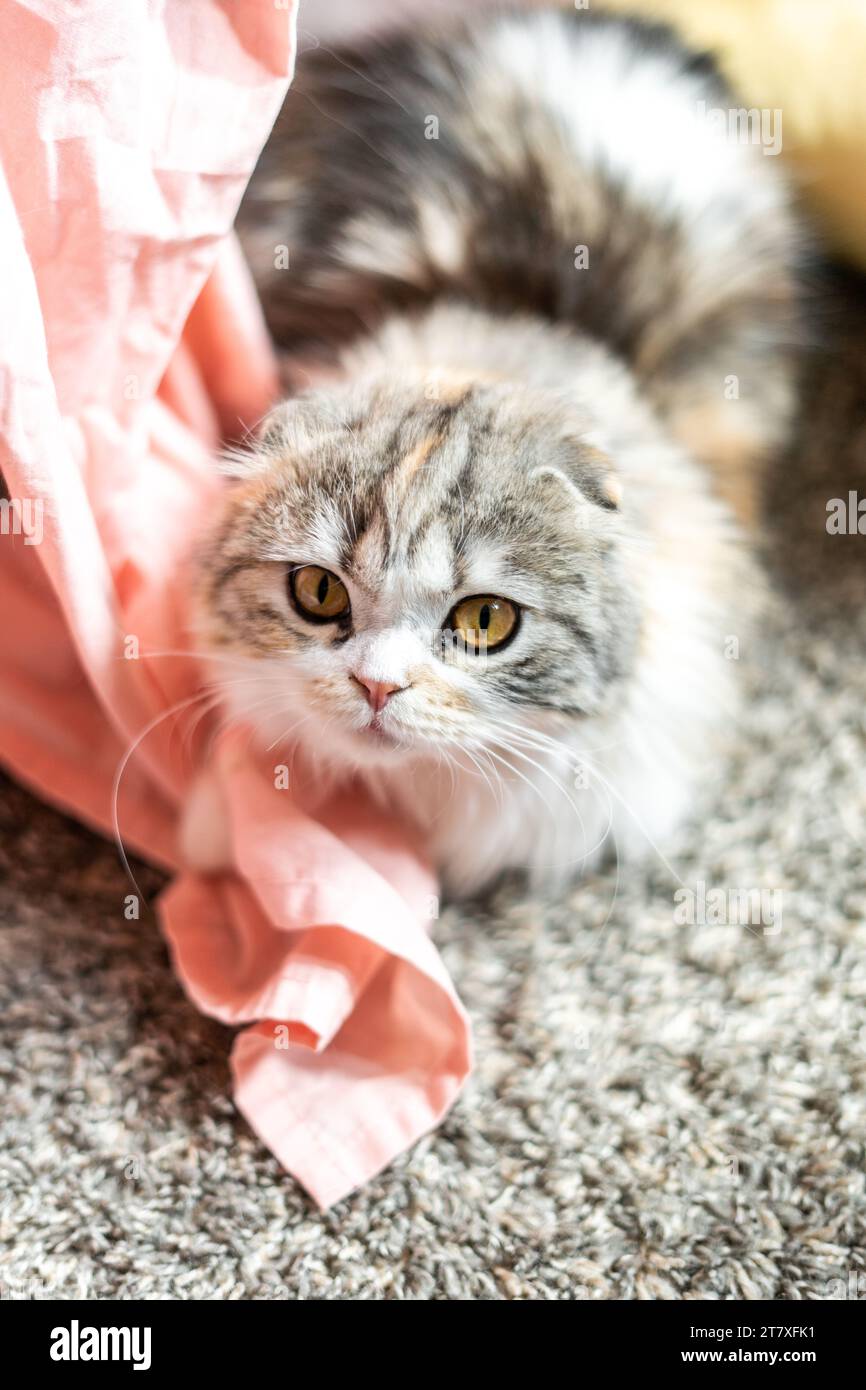 Scottish Fold Calico Cat Close Up Portrait Bed Sheet Indoors Stock ...