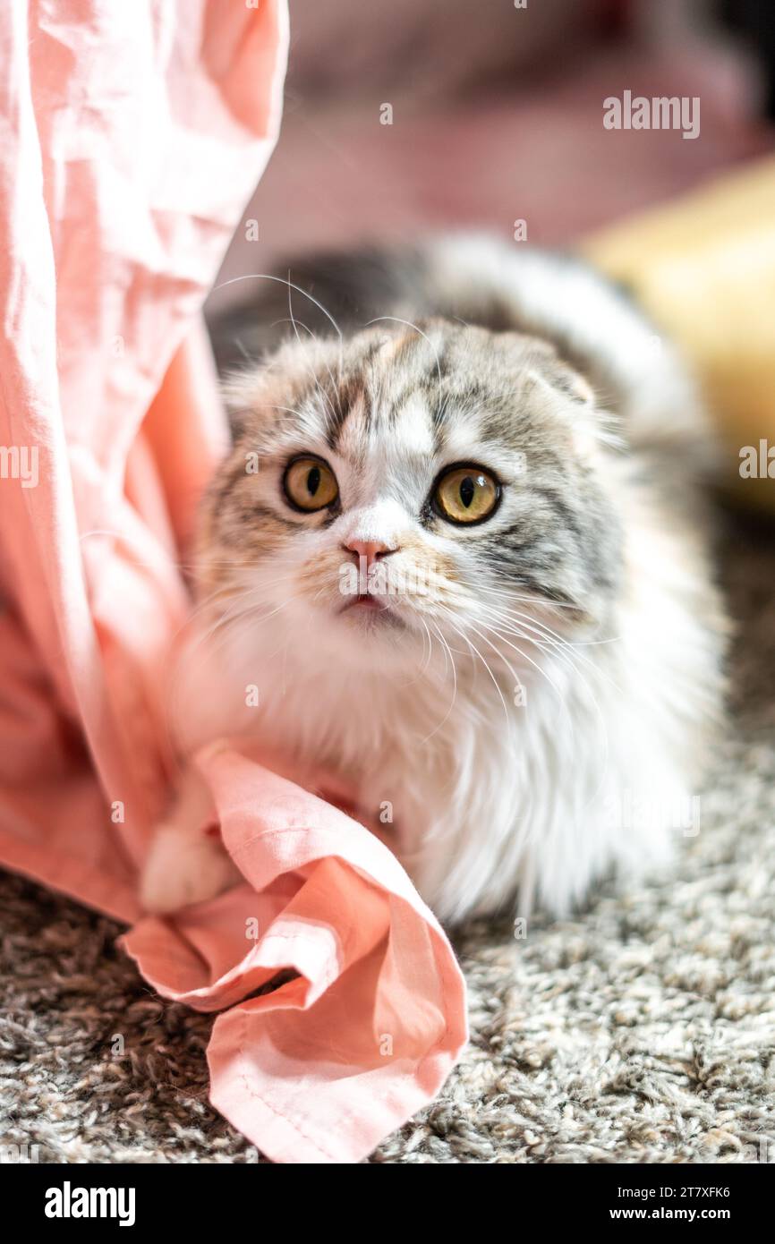 Scottish Fold Calico Cat Close Up Portrait Bed Sheet Indoors Stock ...