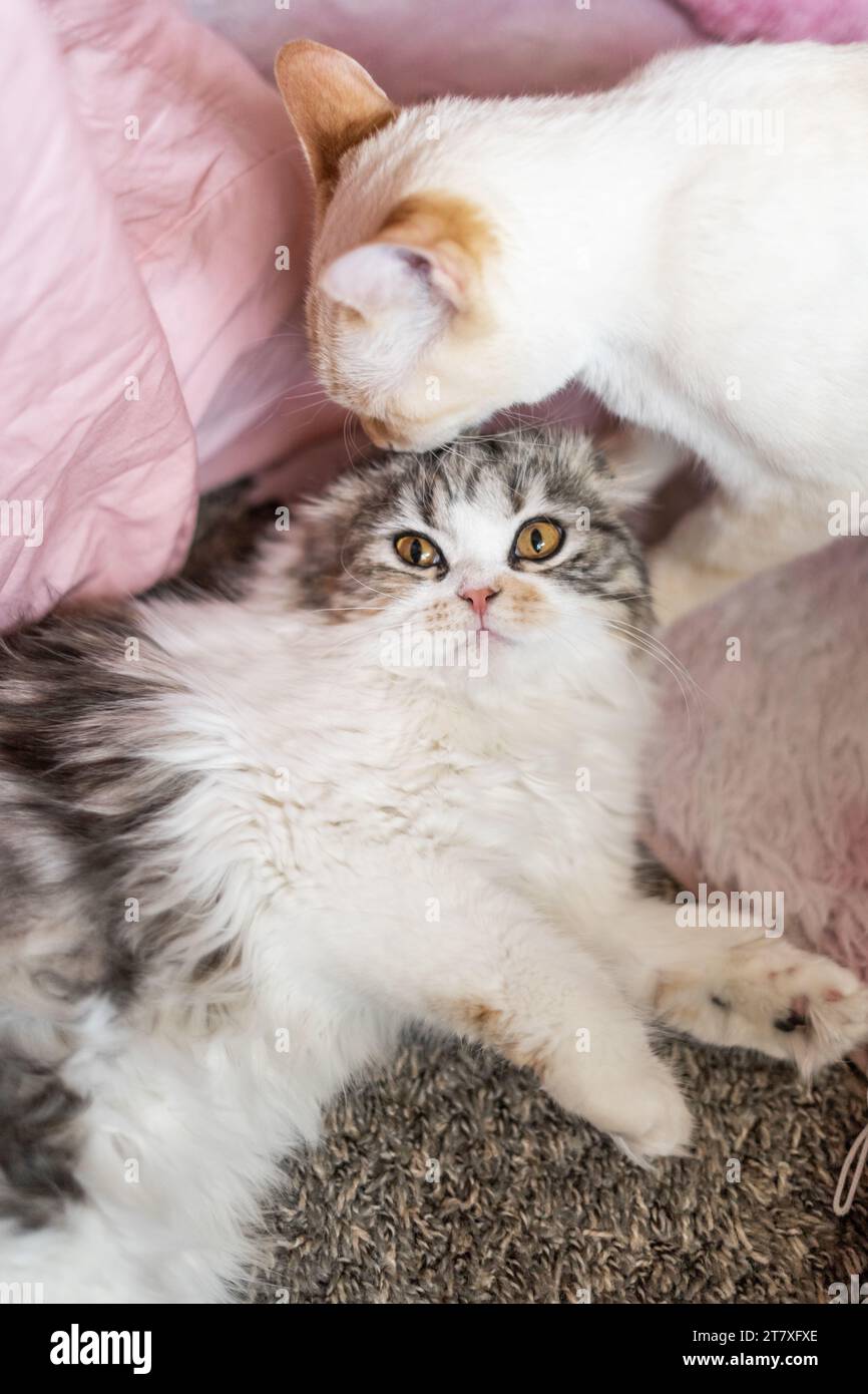Scottish Fold Calico Cat Being Groomed Cat Kitten Stock Photo - Alamy