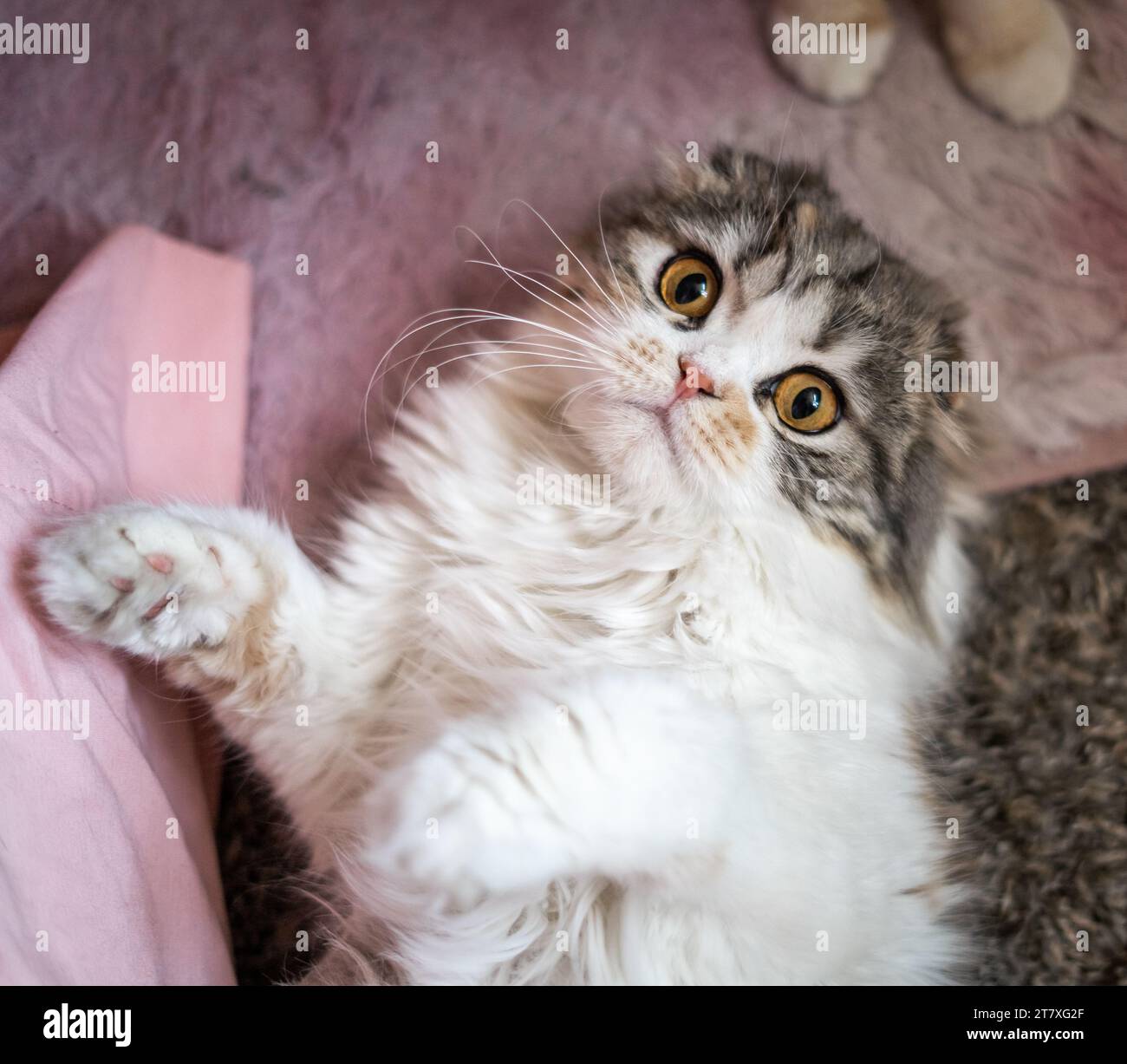 Scottish Fold Calico Cat Lying Down Portrait Close Up Stock Photo - Alamy