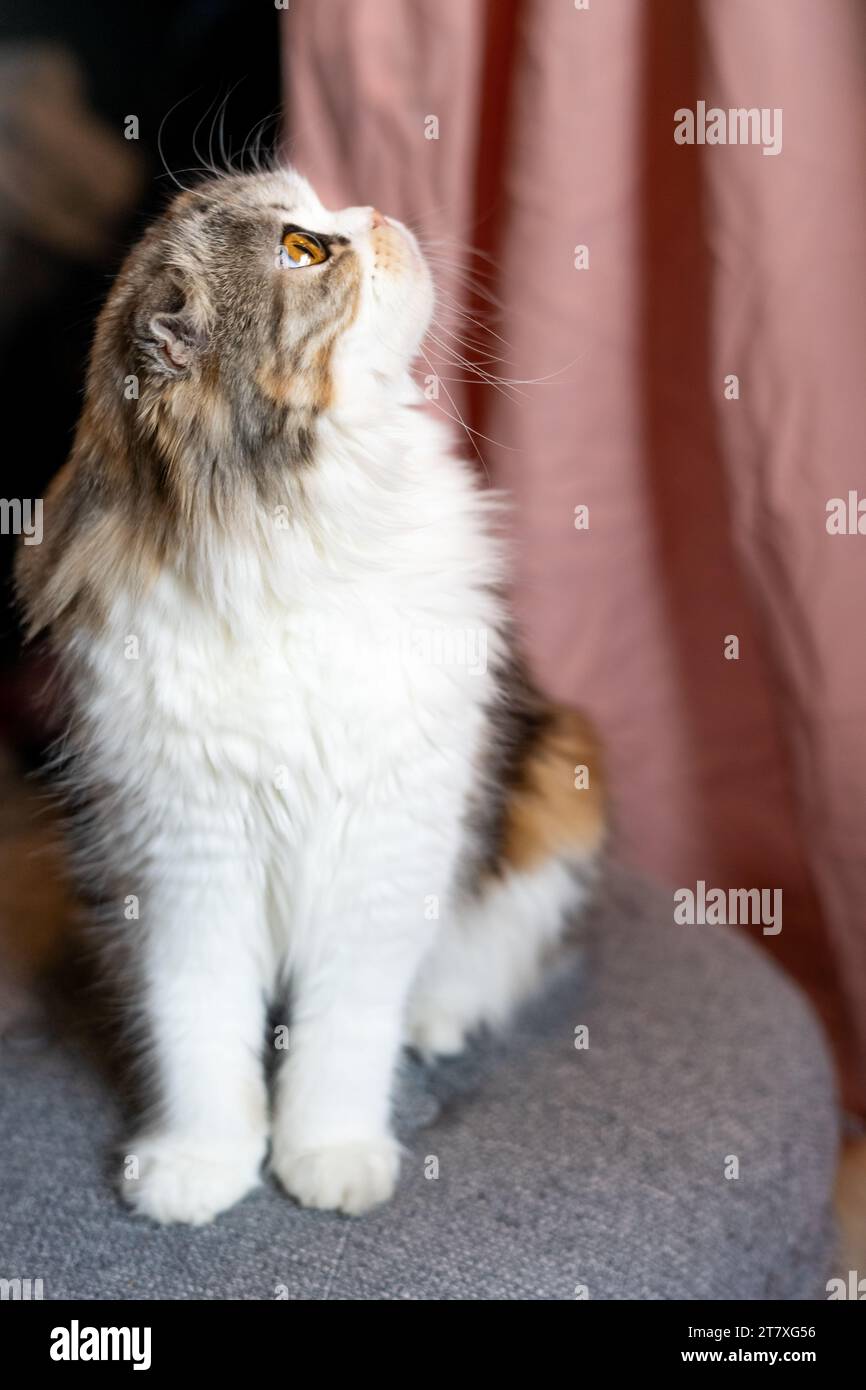 Scottish Fold Calico Cat Looking Up Stubby Legs Stock Photo - Alamy