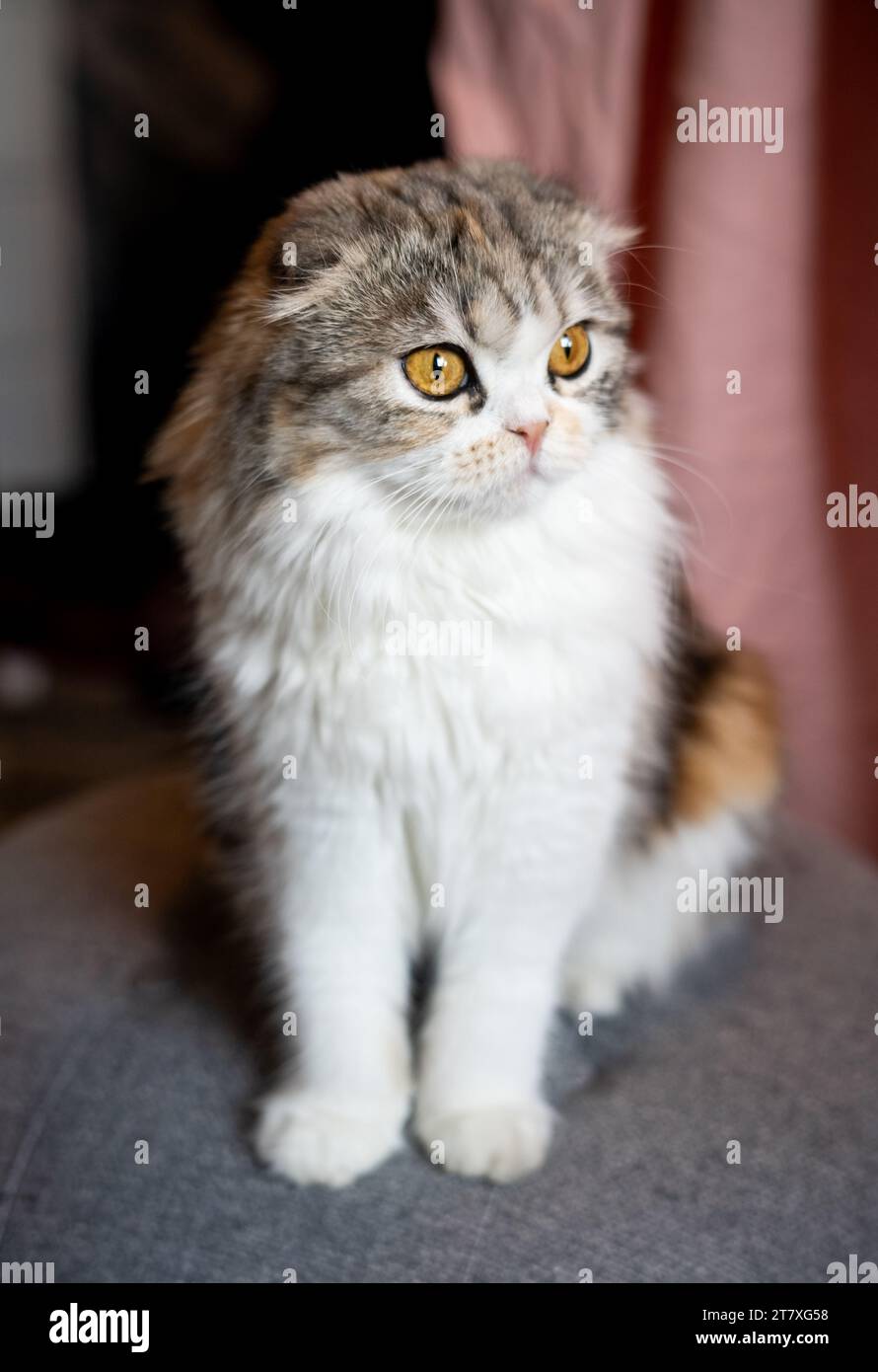 Scottish Fold Calico Cat Looking Up Stubby Legs Stock Photo - Alamy