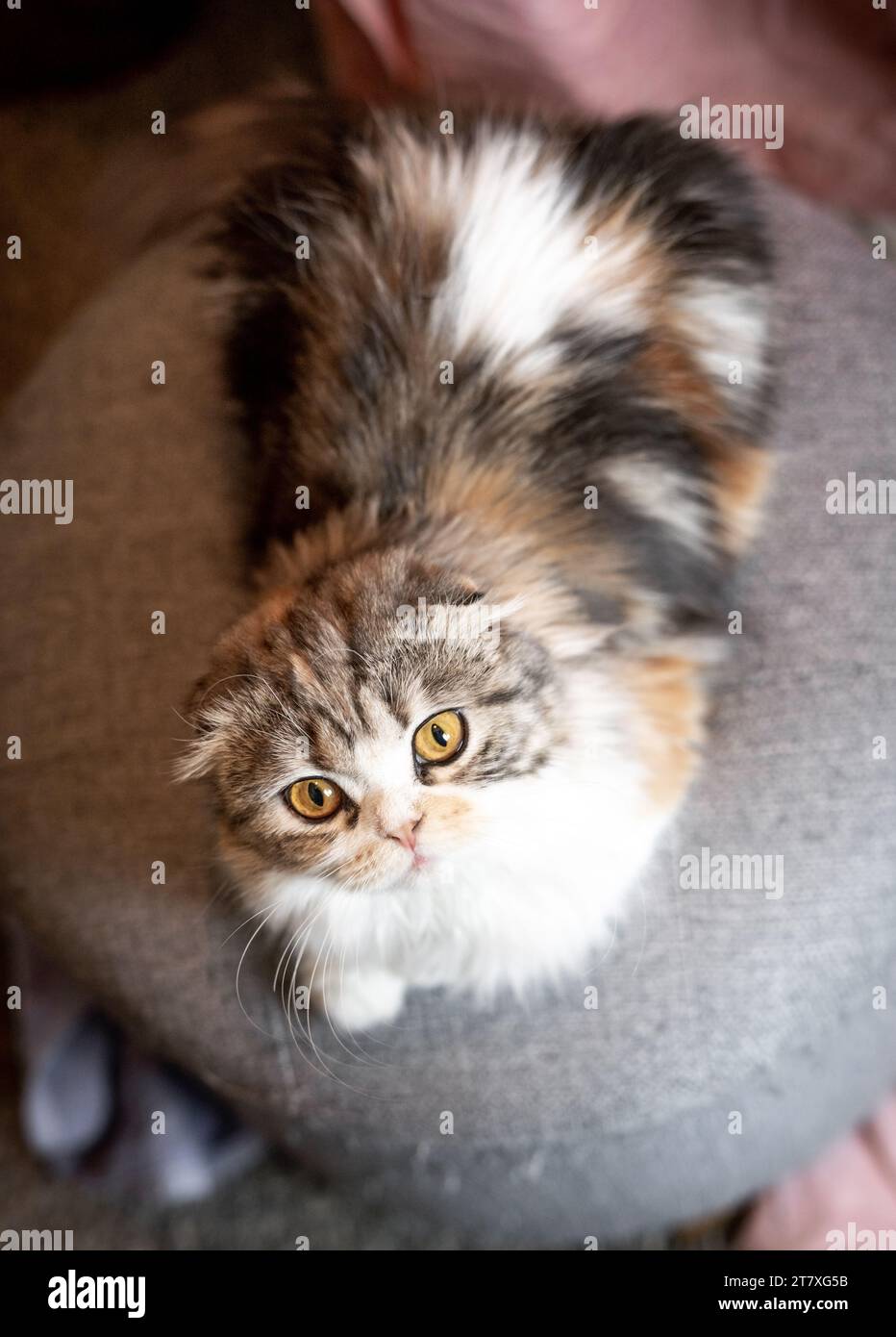 Scottish Fold Calico Cat Looking Up Relaxing Stock Photo - Alamy