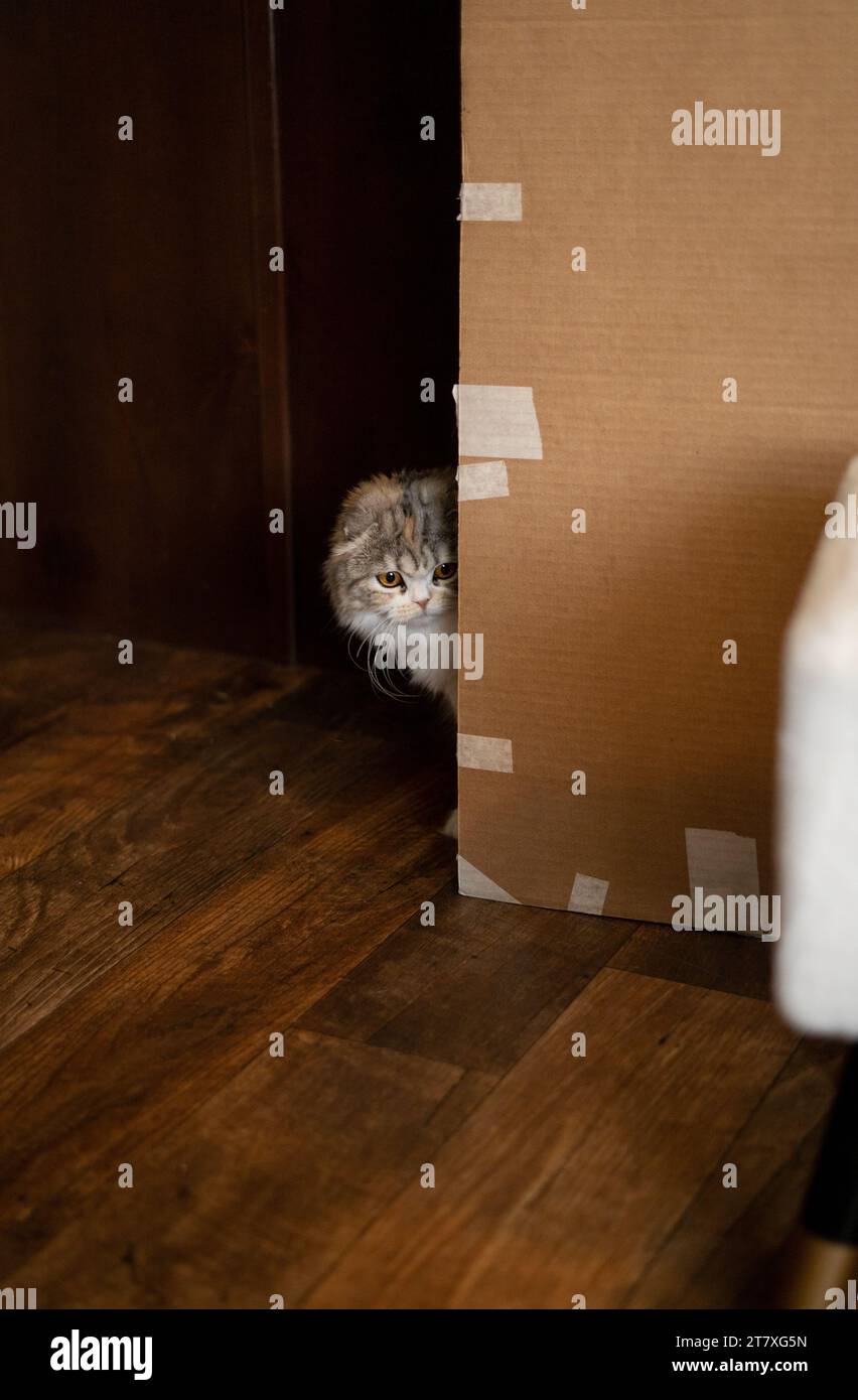 Scottish fold folded ear hi-res stock photography and images - Alamy