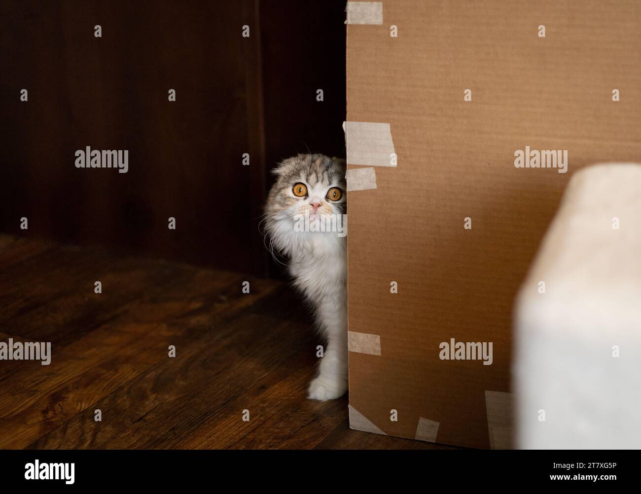 Scottish fold cat exotic feline hiding behind box hi-res stock ...