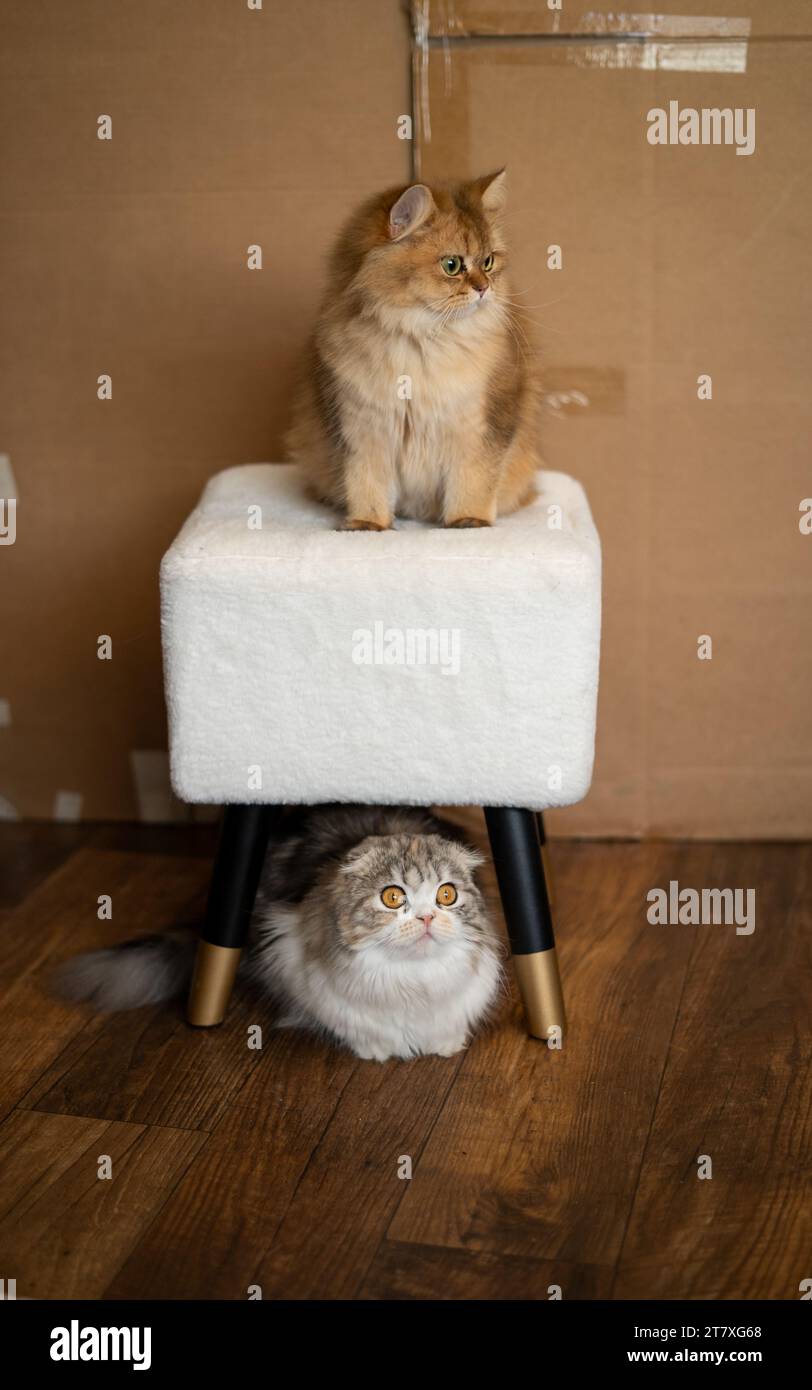 Scottish Fold Cat Exotic Felines Stool Under Above Together Two Cats ...
