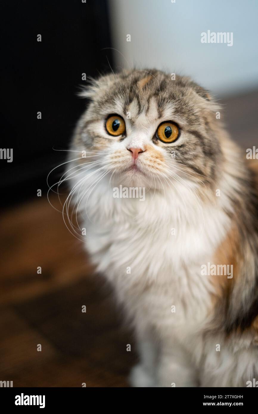 Scottish Fold Cat Exotic Feline Portrait Close Up Headshot Stock Photo ...