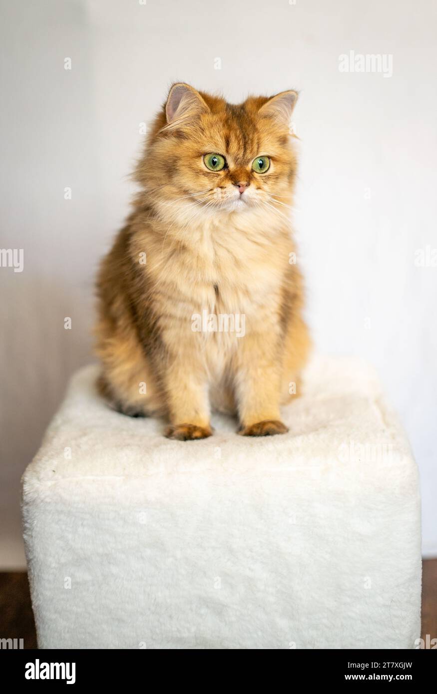 Exotic Scottish Orange Cat Sitting Posing Adorable on White Stool Stock ...