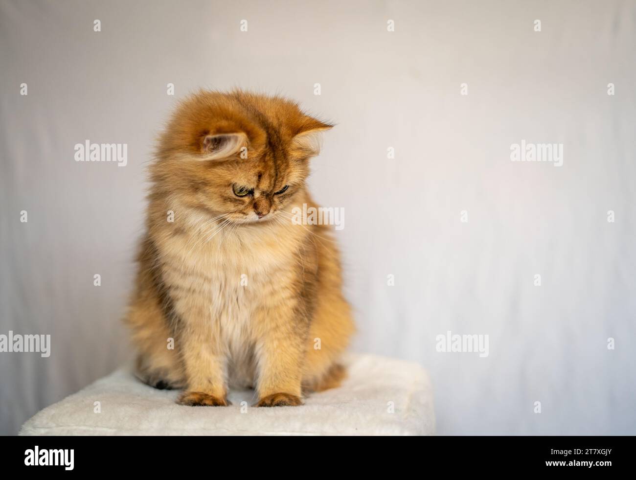Exotic Scottish Orange Cat Sitting Posing Adorable on White Stool ...