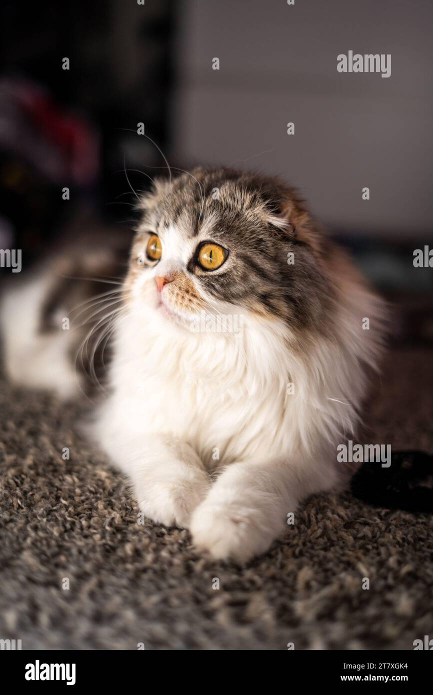 Long Hair Scottish Fold Cat Making Funny Face Looking Off Stock Photo ...