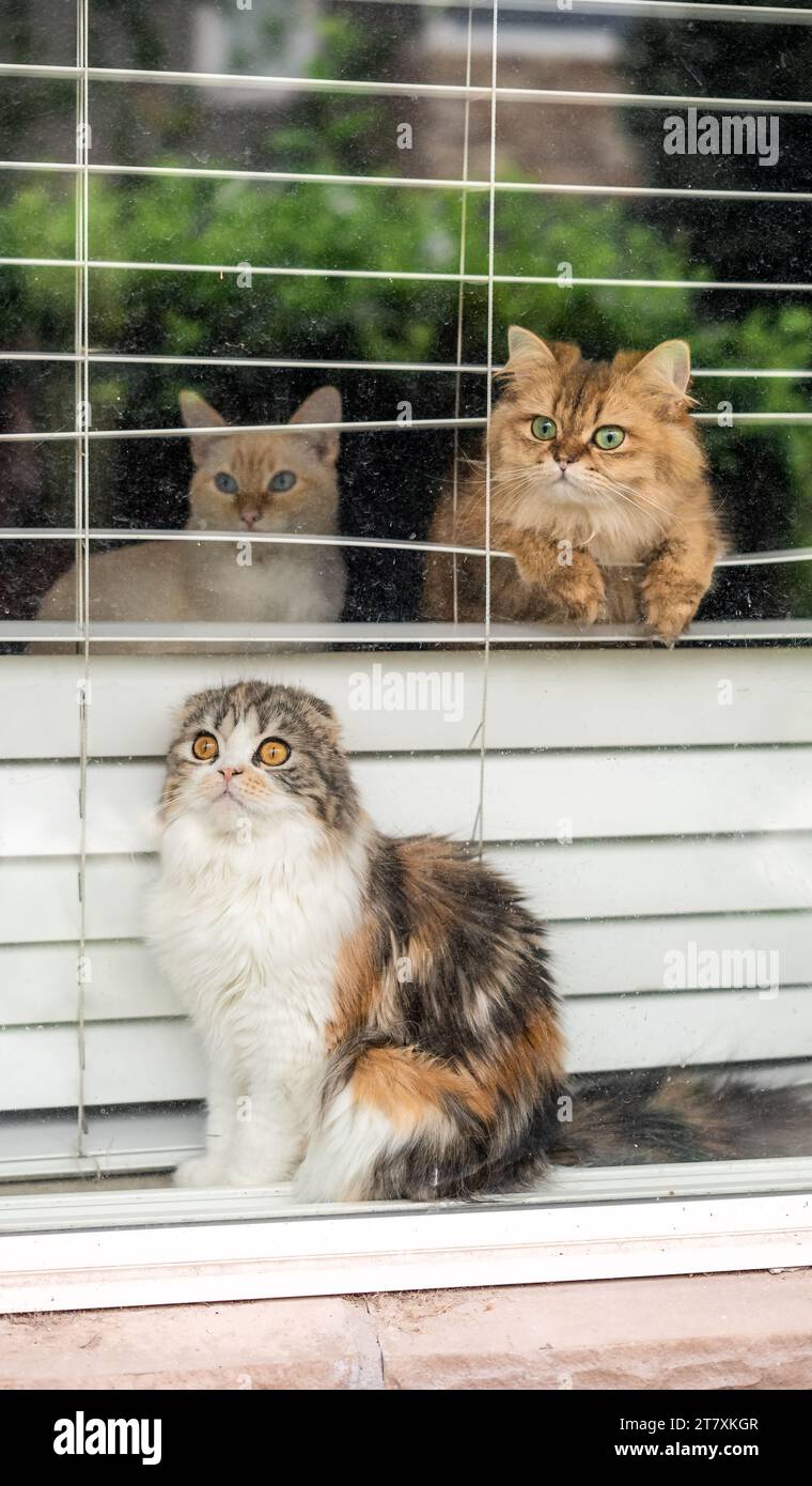 Judging people frowning hi-res stock photography and images - Alamy