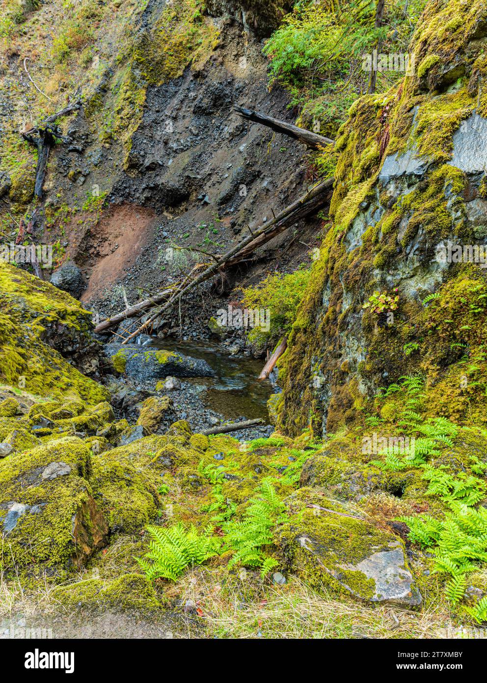 Cascades on Tanner Creek Along The Wahclella Falls Trail, Columbia ...