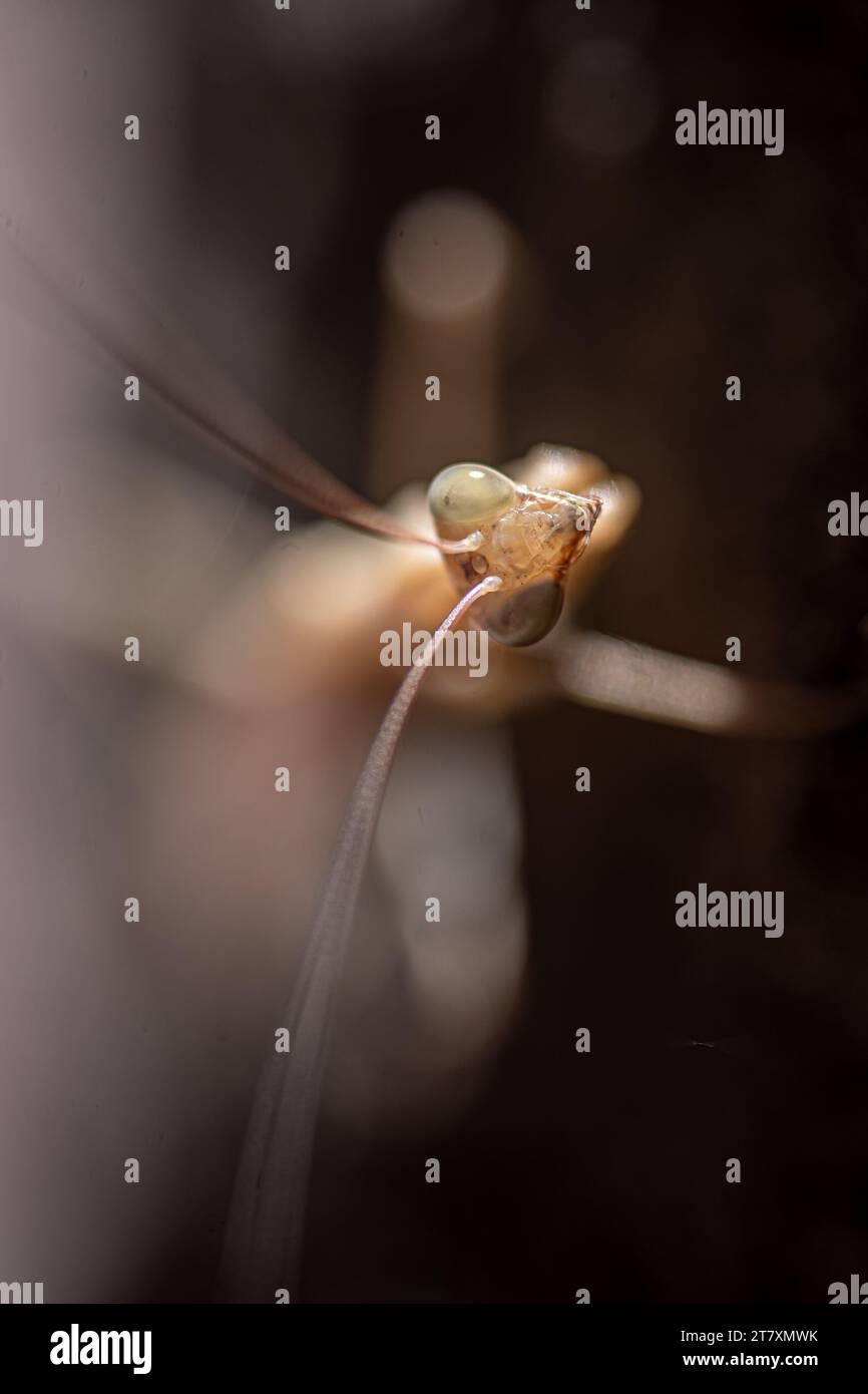 Eyes and Brain Macro Photography Praying Mantis Extra Close Up Bug ...