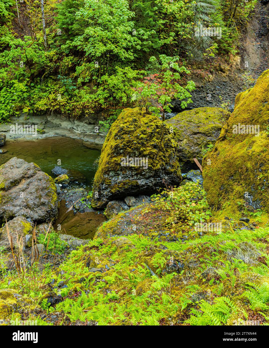 Cascades on Tanner Creek Along The Wahclella Falls Trail, Columbia ...