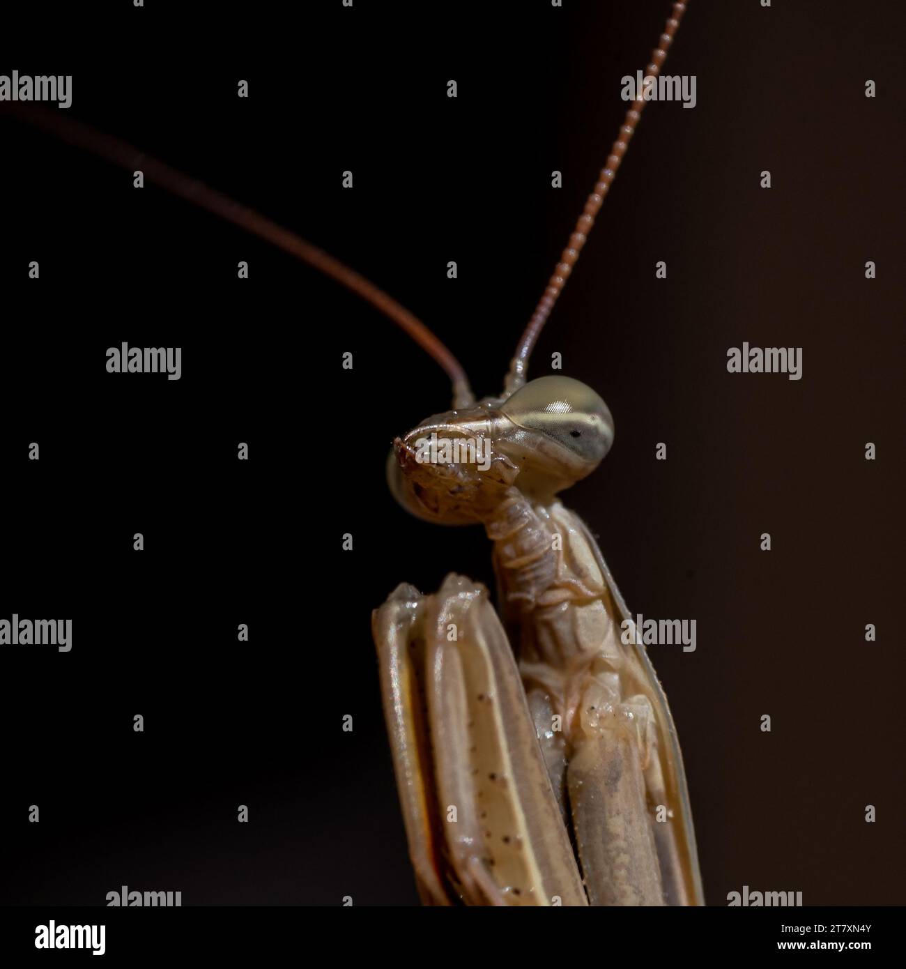 Big Eyes Bug Face Creepy Macro Photography Praying Mantis Extra Close ...