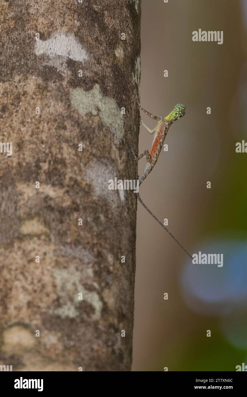 A flying dragon, Draco spp, an arboreal insectivore agamid lizard in ...