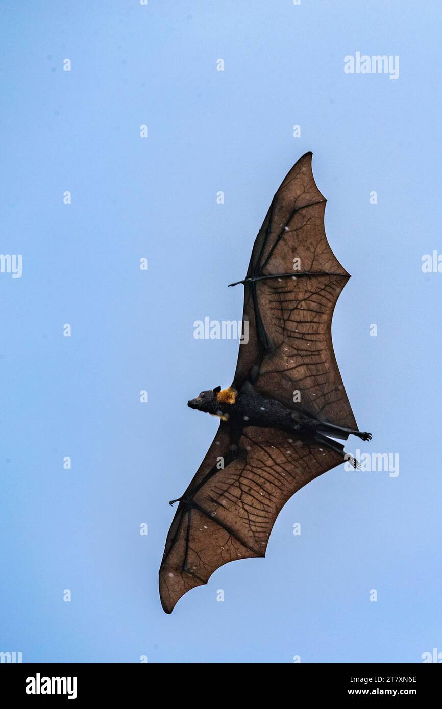 Common tube-nosed fruit bats (Nyctimene albiventer), in the air over ...