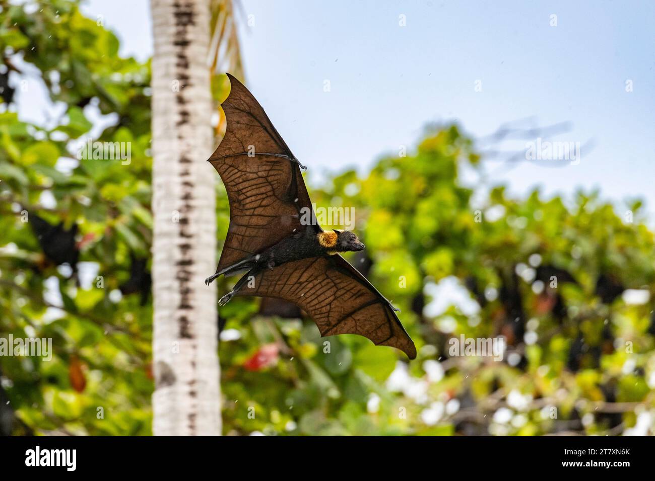 Common tube nosed fruit bat hi-res stock photography and images - Alamy