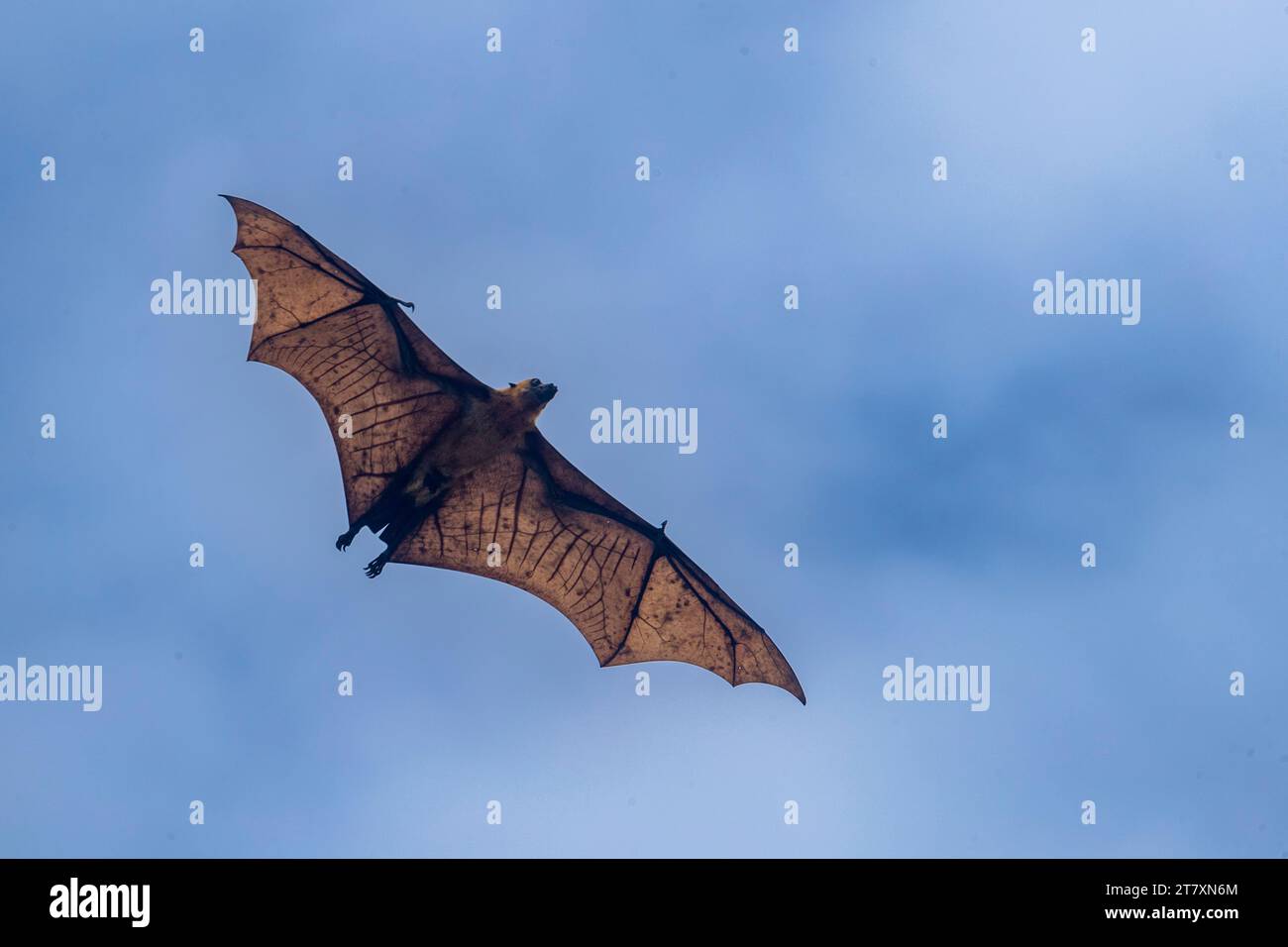 Common tube-nosed fruit bats (Nyctimene albiventer), in the air over ...