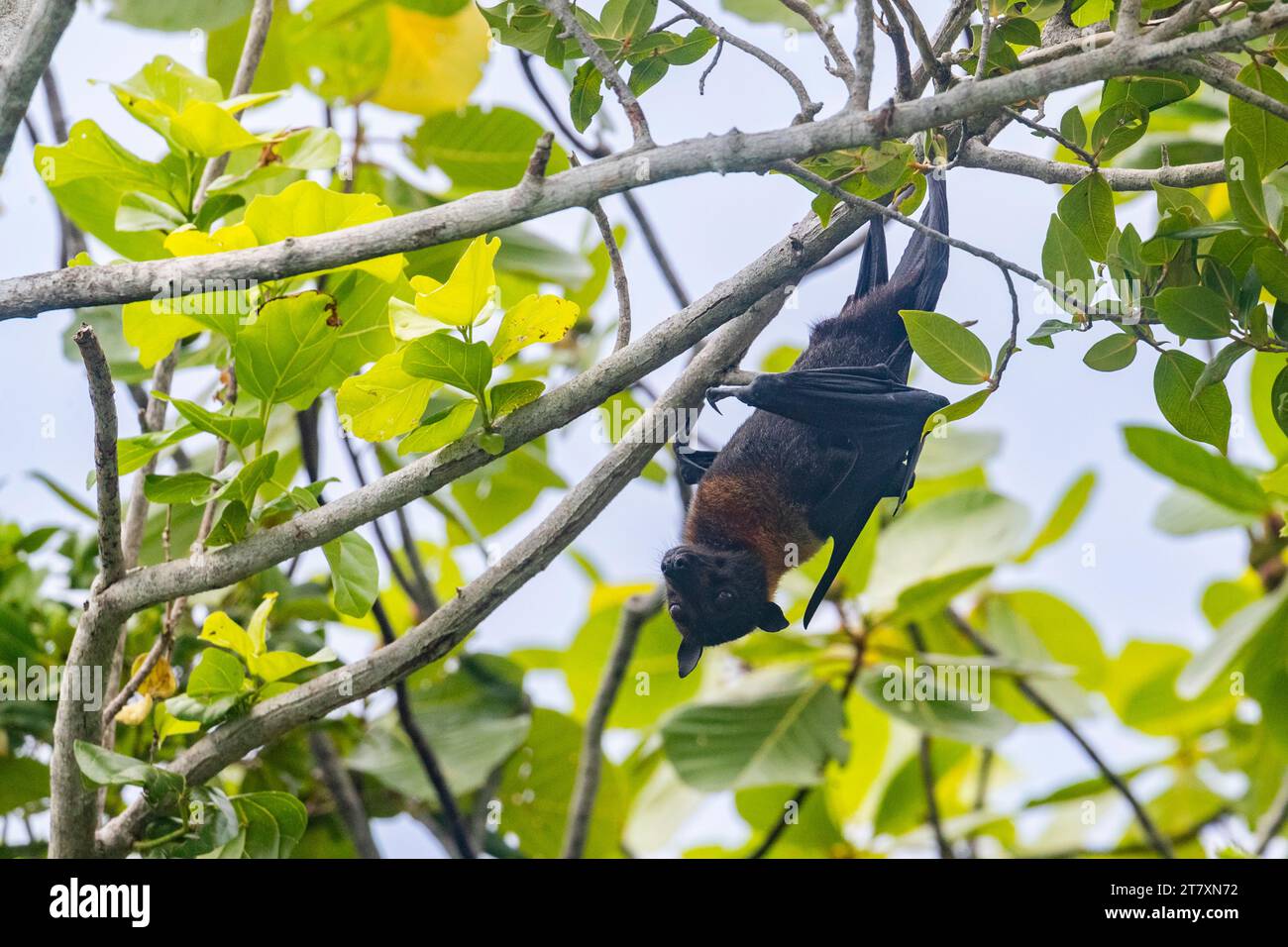 Common tube-nosed fruit bat (Nyctimene albiventer), roosting on Pulau ...