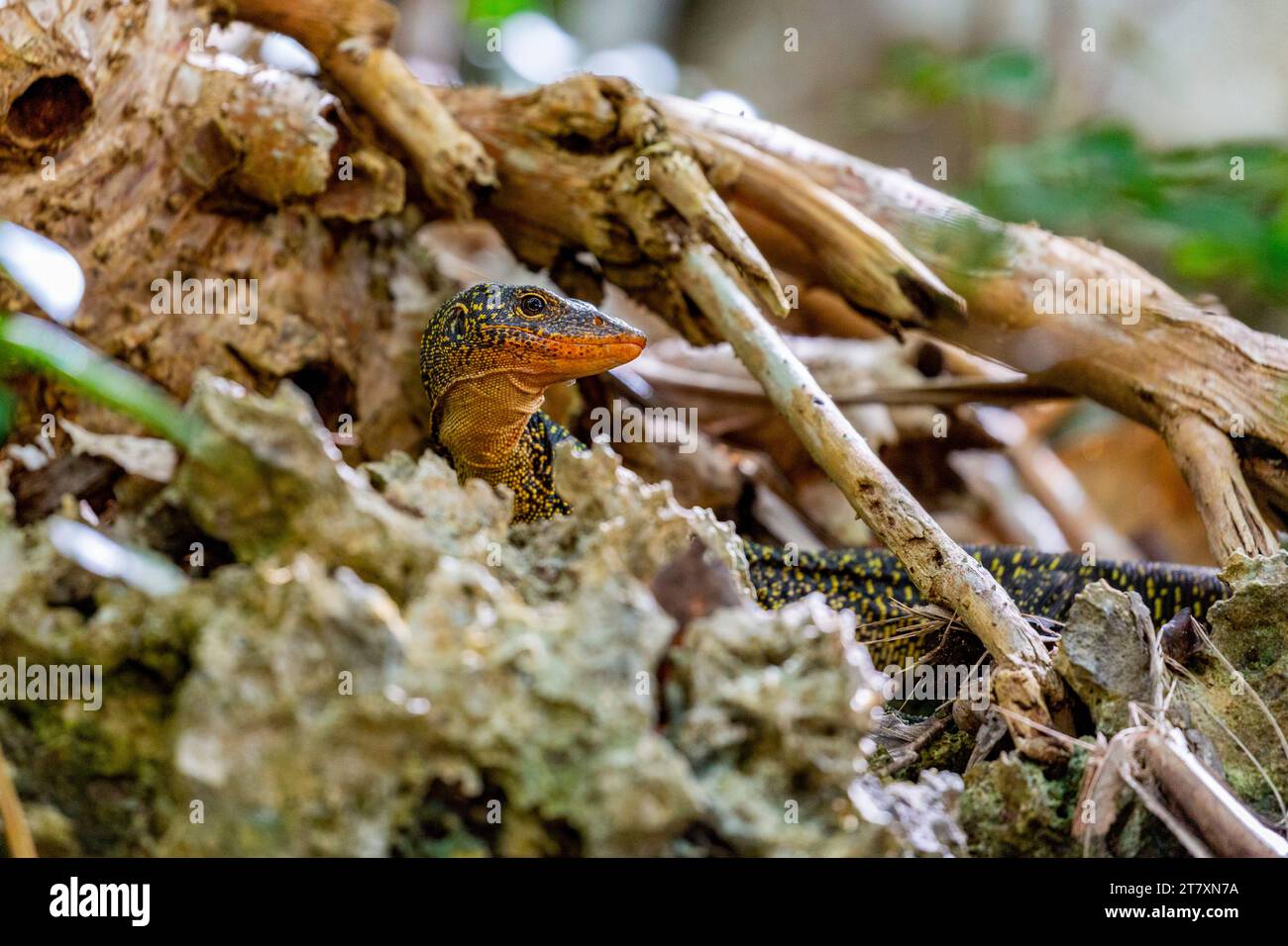 An adult Mangrove monitor (Varanus indicus), searching for food in ...