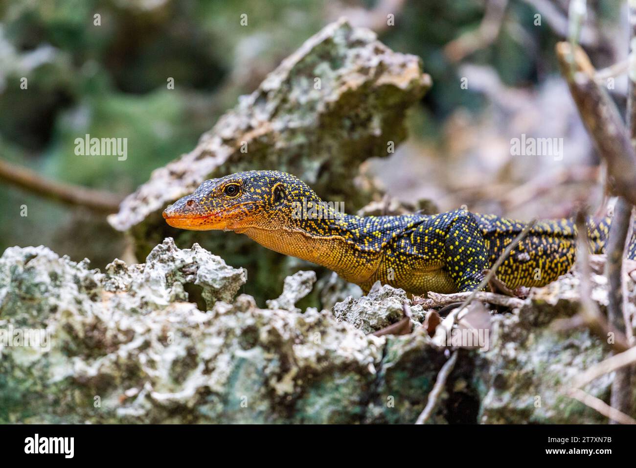 An adult Mangrove monitor (Varanus indicus) searching for food in Wayag ...