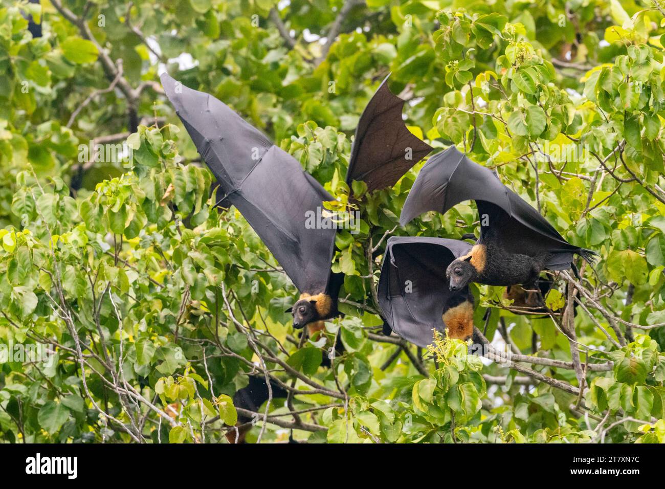 Common tube-nosed fruit bats (Nyctimene albiventer) in the air over ...