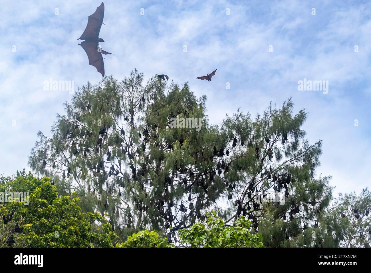 Common tube-nosed fruit bats (Nyctimene albiventer), in the air over ...