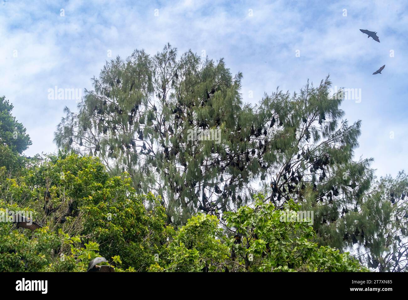 Common tube-nosed fruit bats (Nyctimene albivente)r, in the air over ...