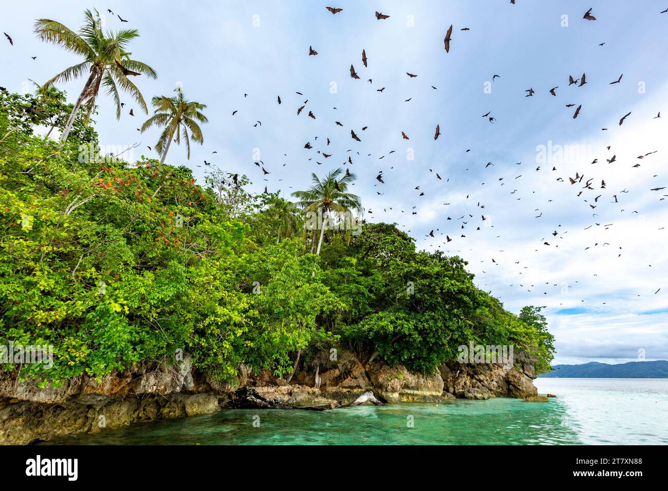 Common tube-nosed fruit bats (Nyctimene albiventer), in the air over ...
