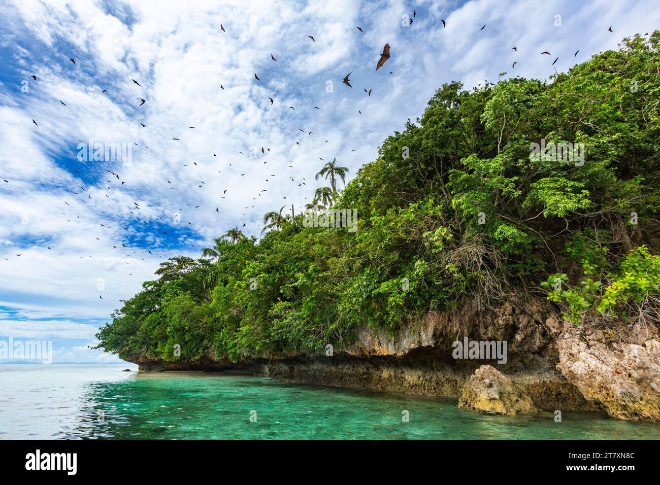 Common tube-nosed fruit bats (Nyctimene albiventer), in the air over ...