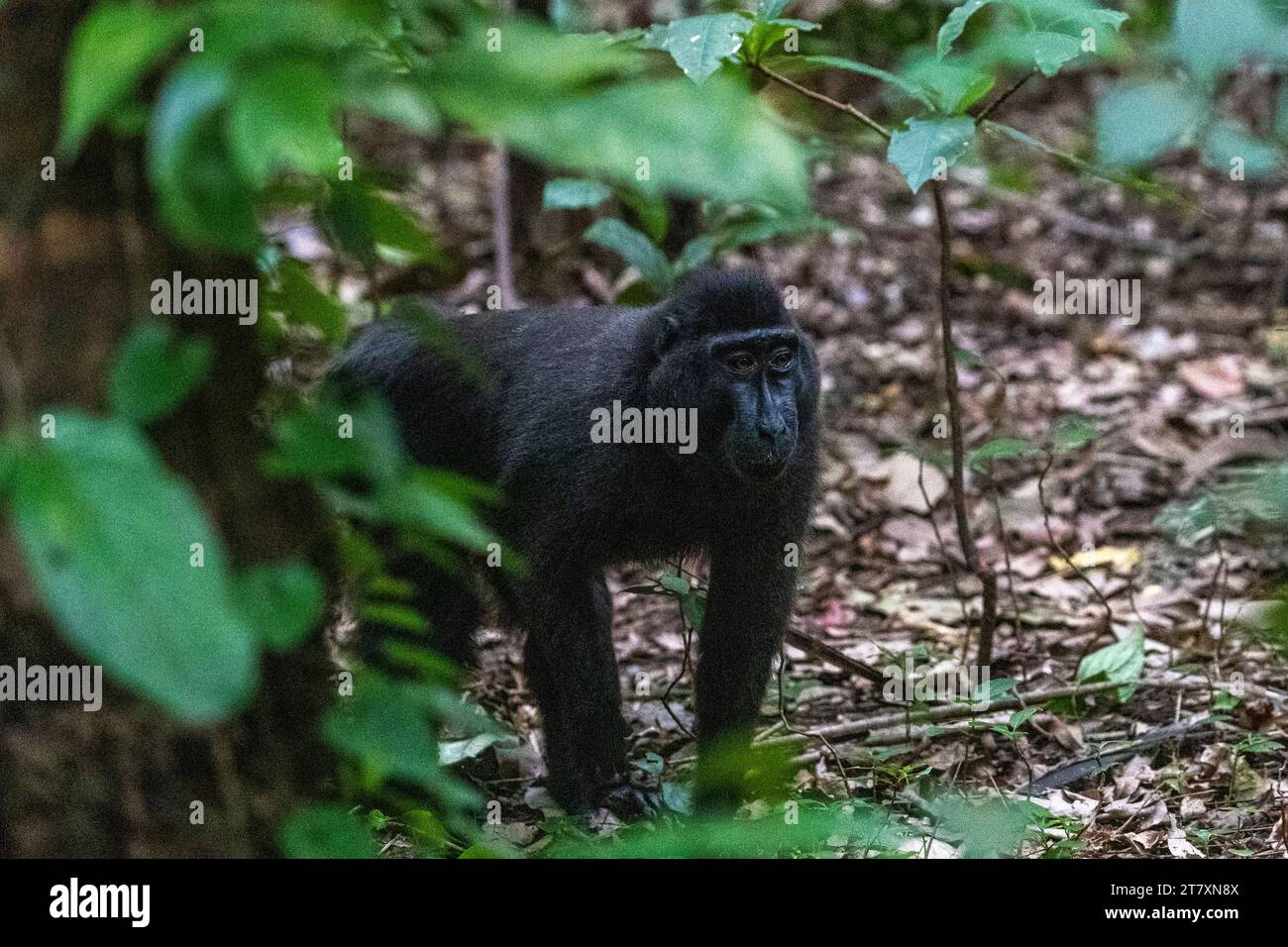 An adult male Celebes crested macaque (Macaca nigra), foraging in ...