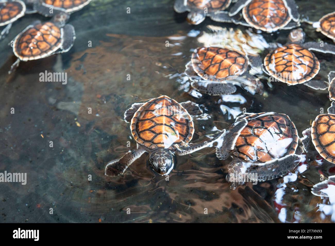 A tub full of green sea turtle hatchlings (Chelonia mydas), Tangkoko ...