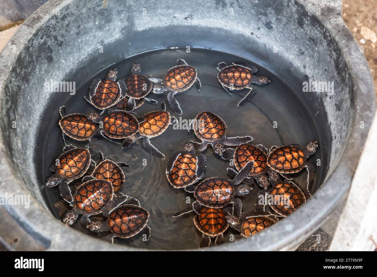 A tub full of green sea turtle hatchlings (Chelonia mydas), Tangkoko ...