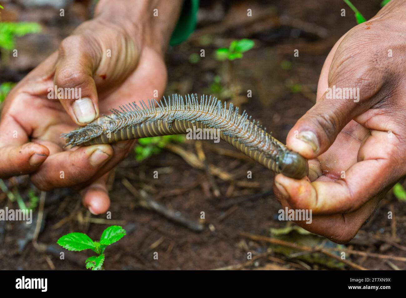 Millipede hi-res stock photography and images - Alamy