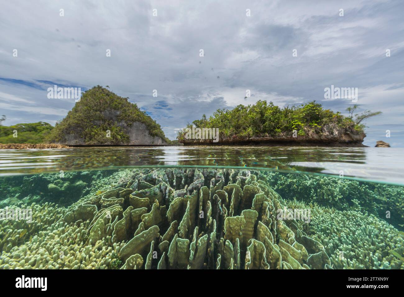 Above and below photo in the crystal clear water in the shallow reefs ...