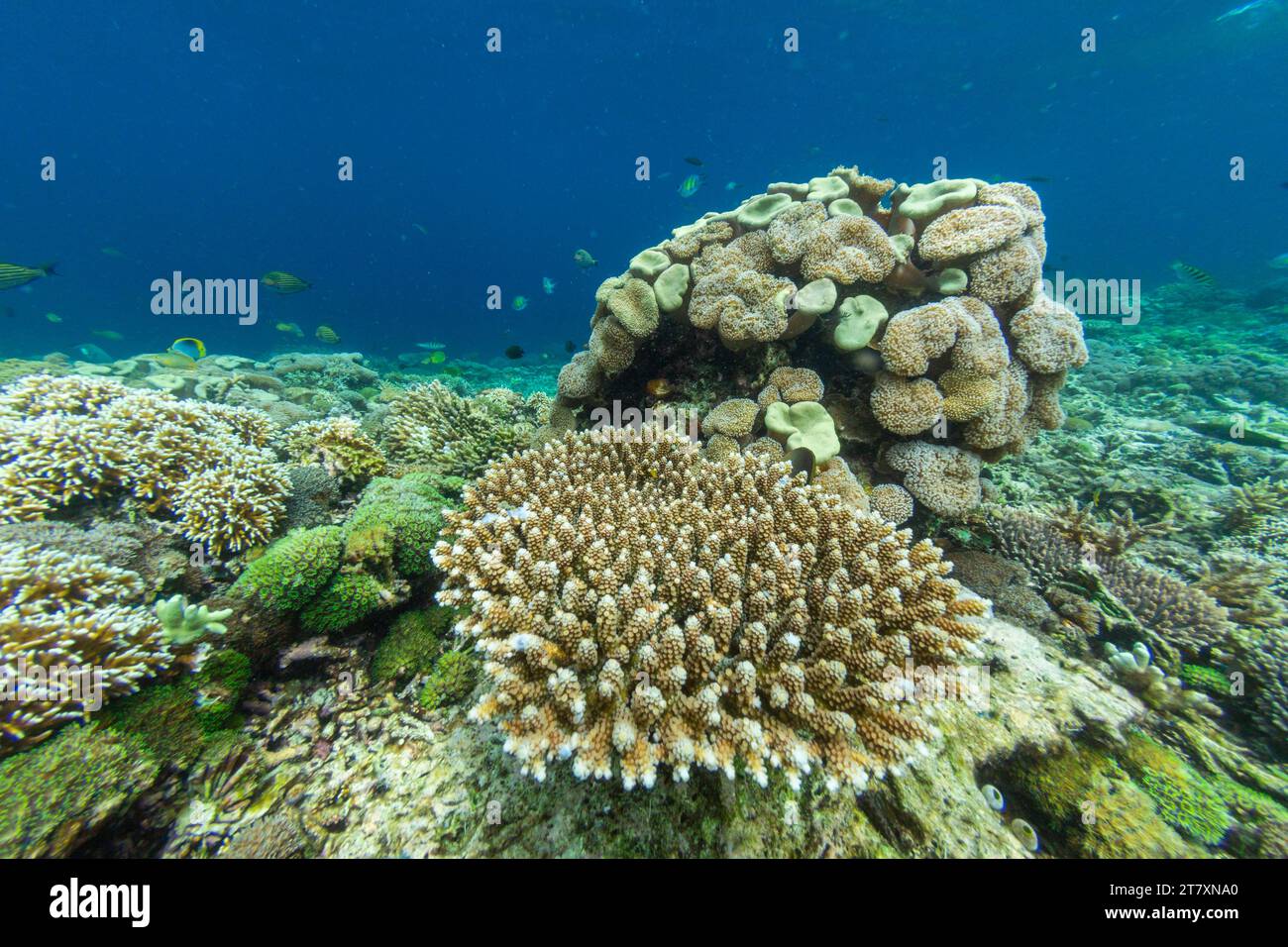 Abundant life in the crystal clear water in the shallow reefs off Sandy ...