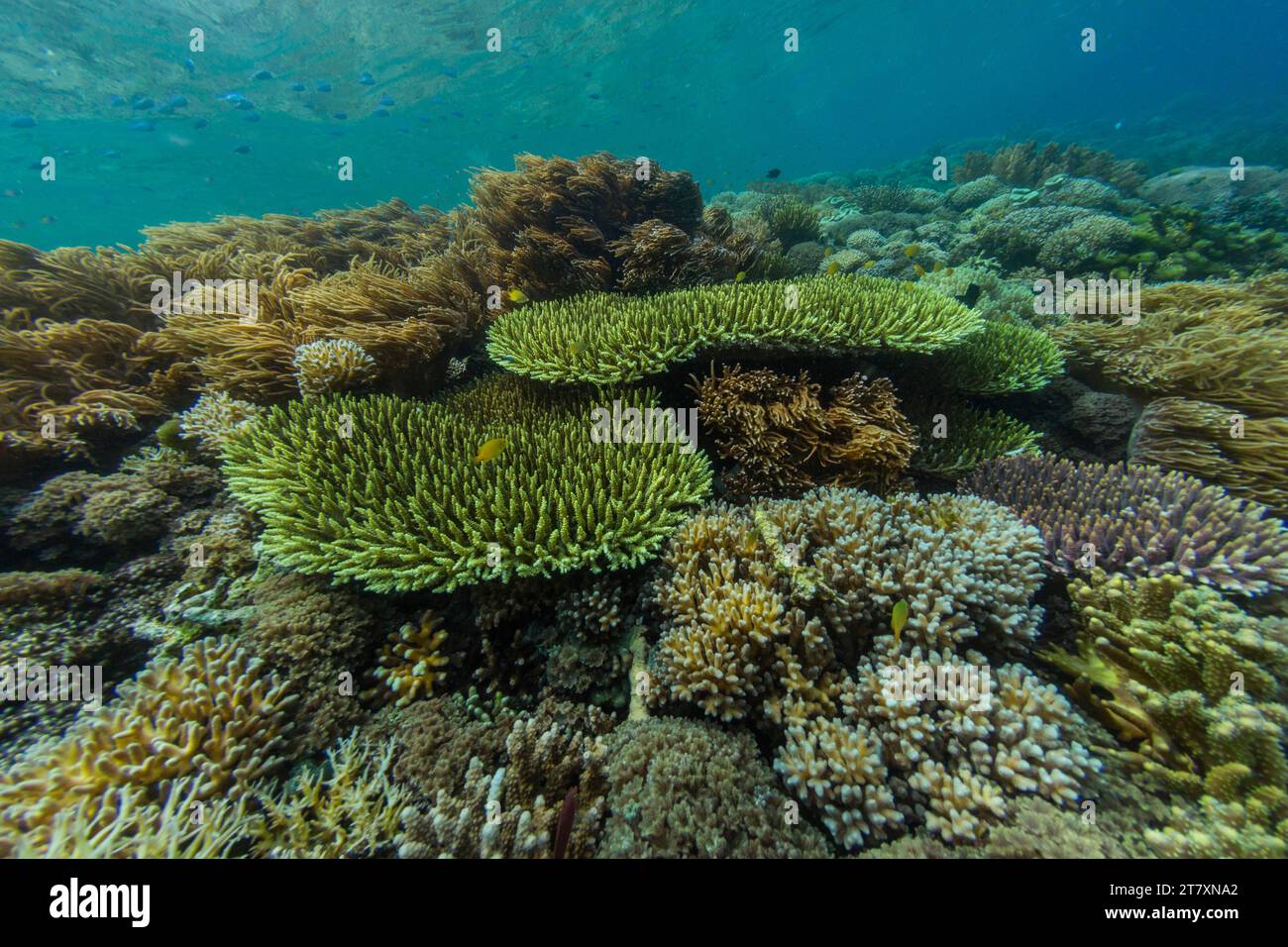 Abundant life in the crystal clear water in the shallow reefs off Sandy ...