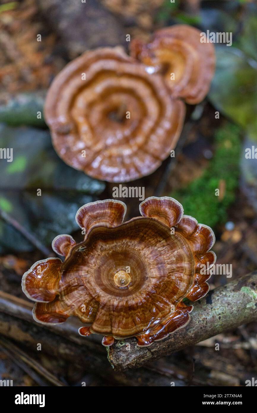 Yellow stemmed micropore (Microporus xanthopus), growing on Waigeo ...