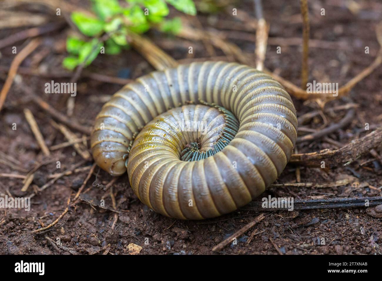 A millipede in the family Spirobolidae in the order Spirobolida, Waigeo ...