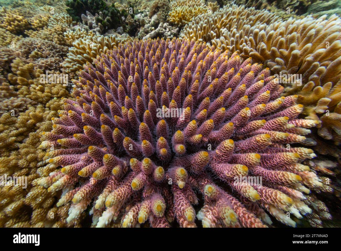 Abundant life in the crystal clear water in the shallow reefs off Sandy ...